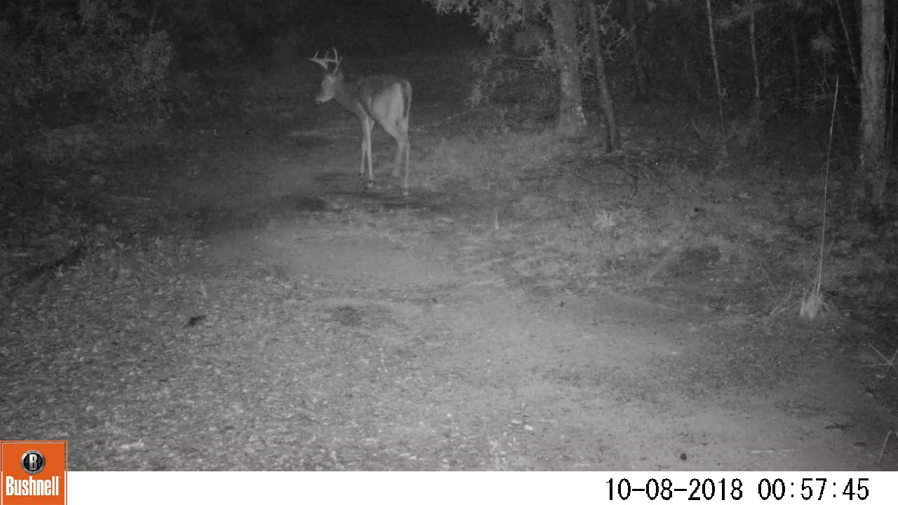 8-point buck on trail cam (Pierson, FL) - YouTube