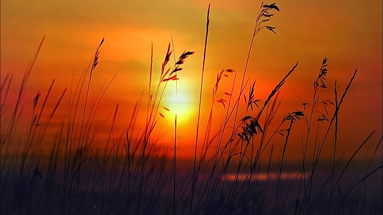 Nature Sounds For Sleeping | Relaxing Night Ambience To Help You Fall ...