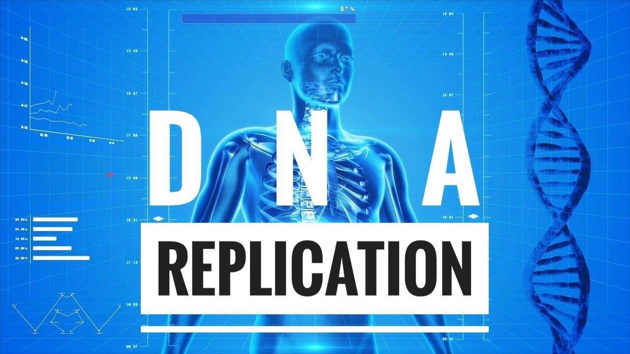 3D DNA replication - YouTube