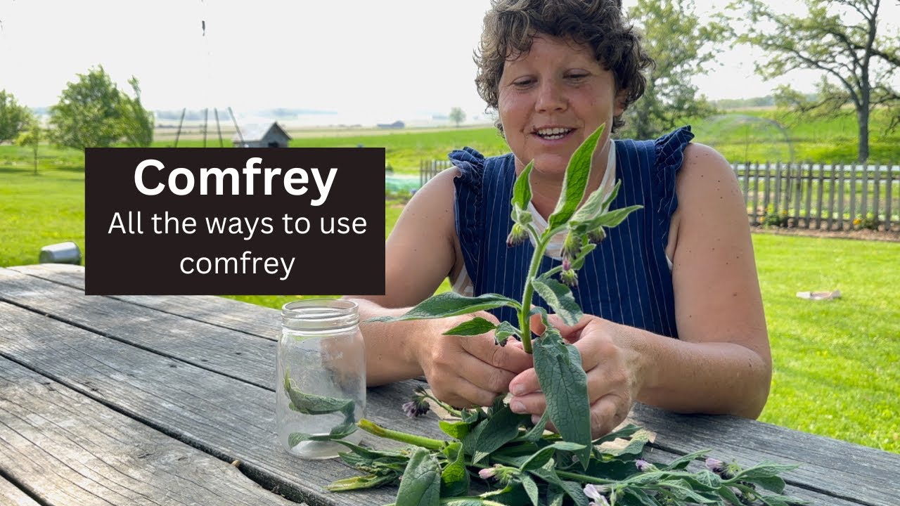 Comfrey Uses