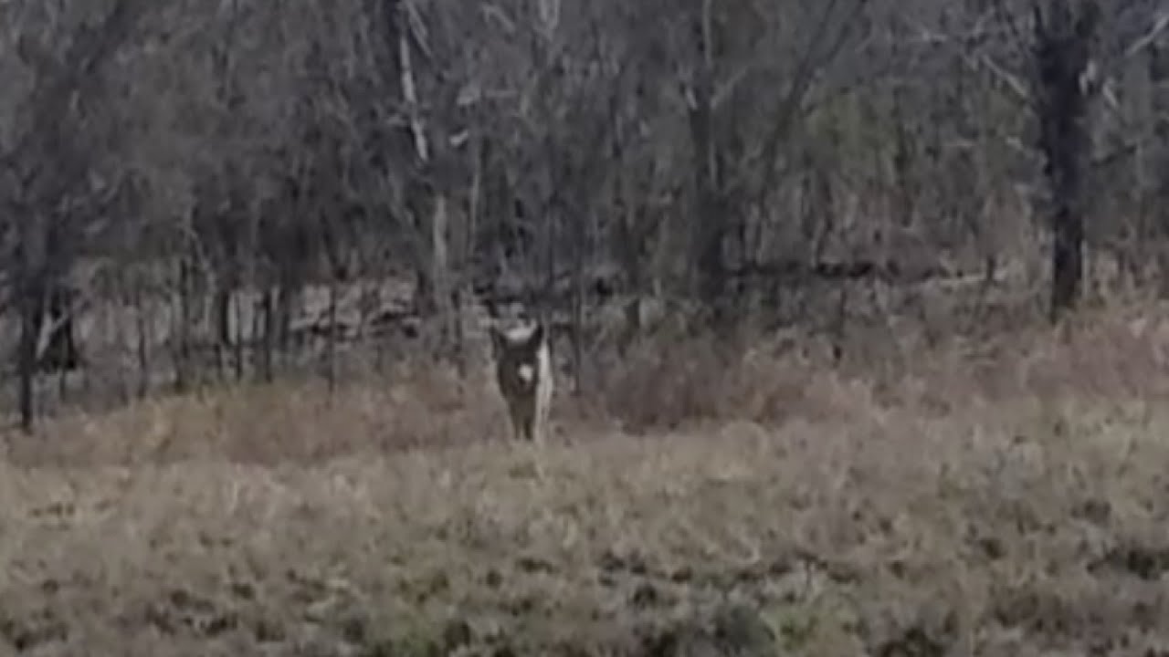Coyote sighting in Houston-area neighborhood - YouTube