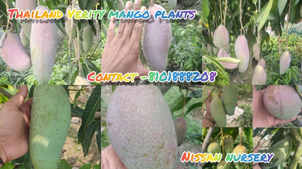 Thailand 4kg mango plants available.contact-8101888208.all india ...