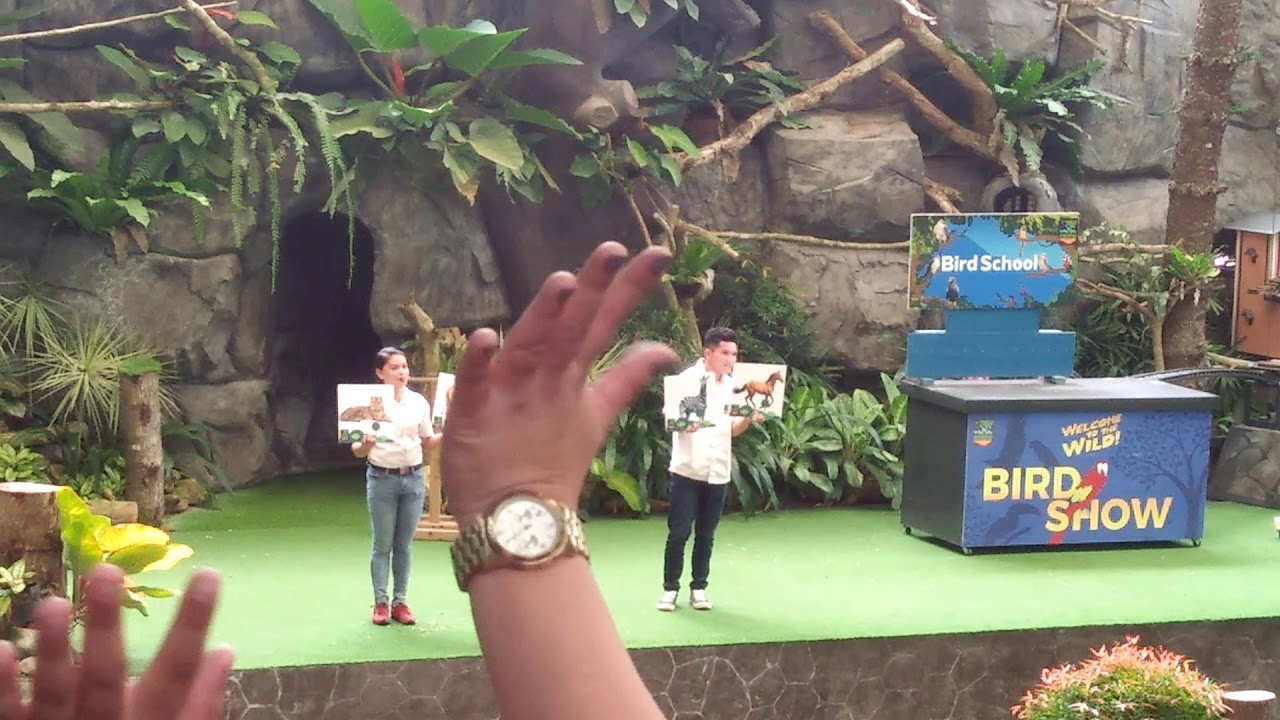Bird show - YouTube