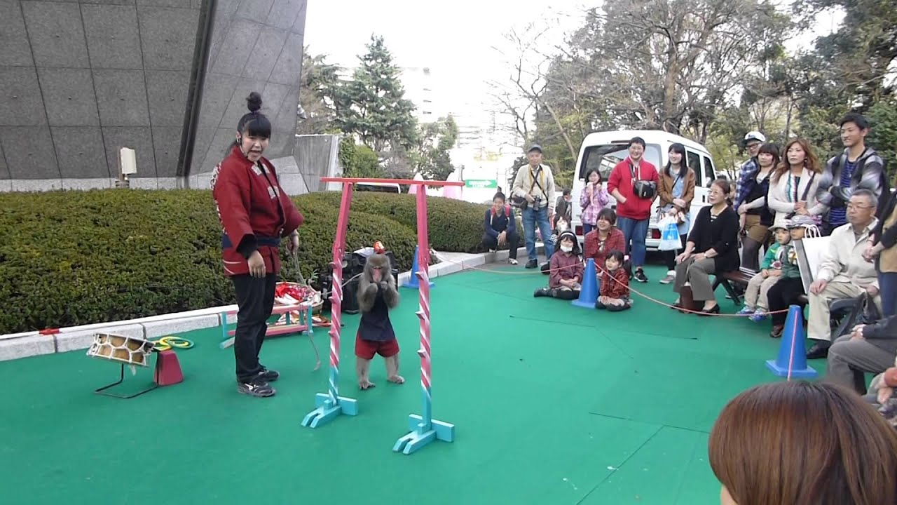 awesome monkey performance at tokyo tower. - YouTube