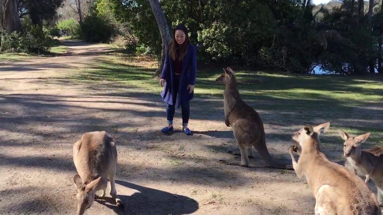 Amazing friendly kangaroos - YouTube