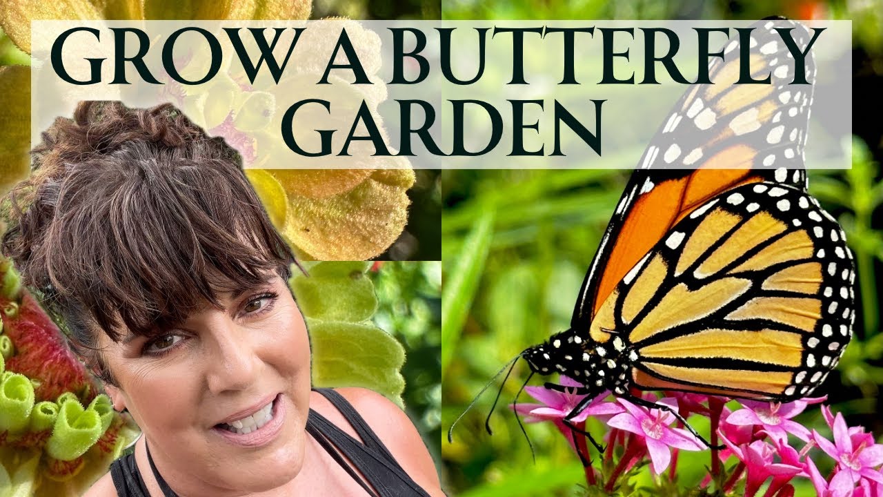 OE and Monarch Butterflies, It Happens and It’s So Sad | Butterfly ...
