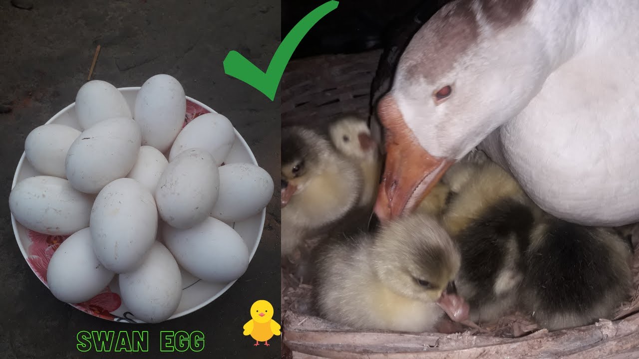 Swan Egg Hatching - YouTube