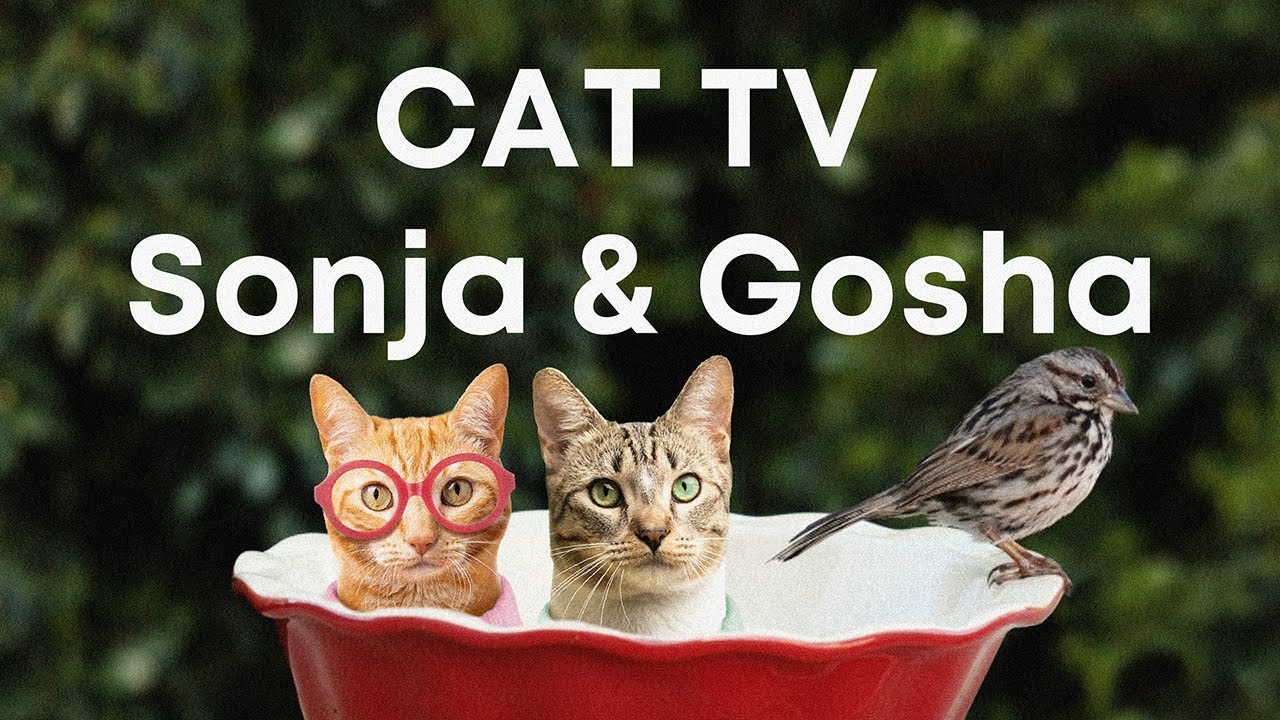 20 Min 4K Cat TV for Cats to Watch 😺 Sonja & Gosha love to watch these ...