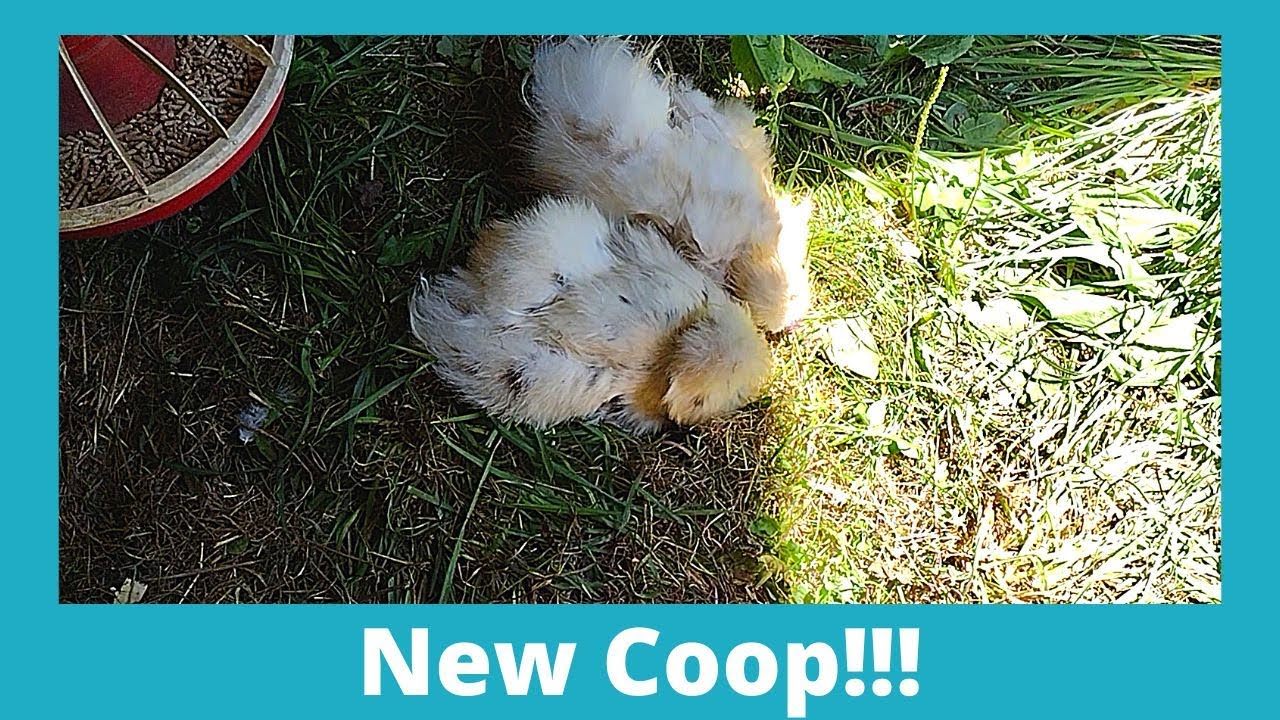 Chick Flick Polish, Cochin & Silkie Chicks 2022-06-27 - YouTube