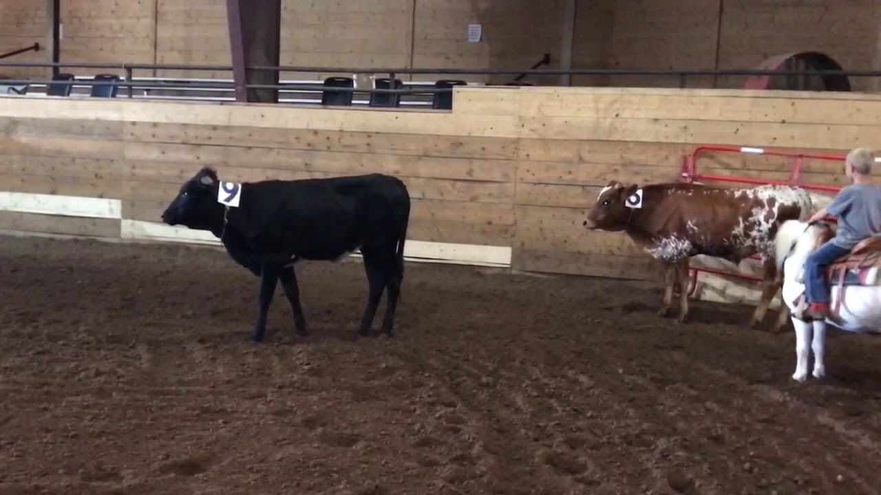 Moving Sorting Cattle on “Tonto” - YouTube