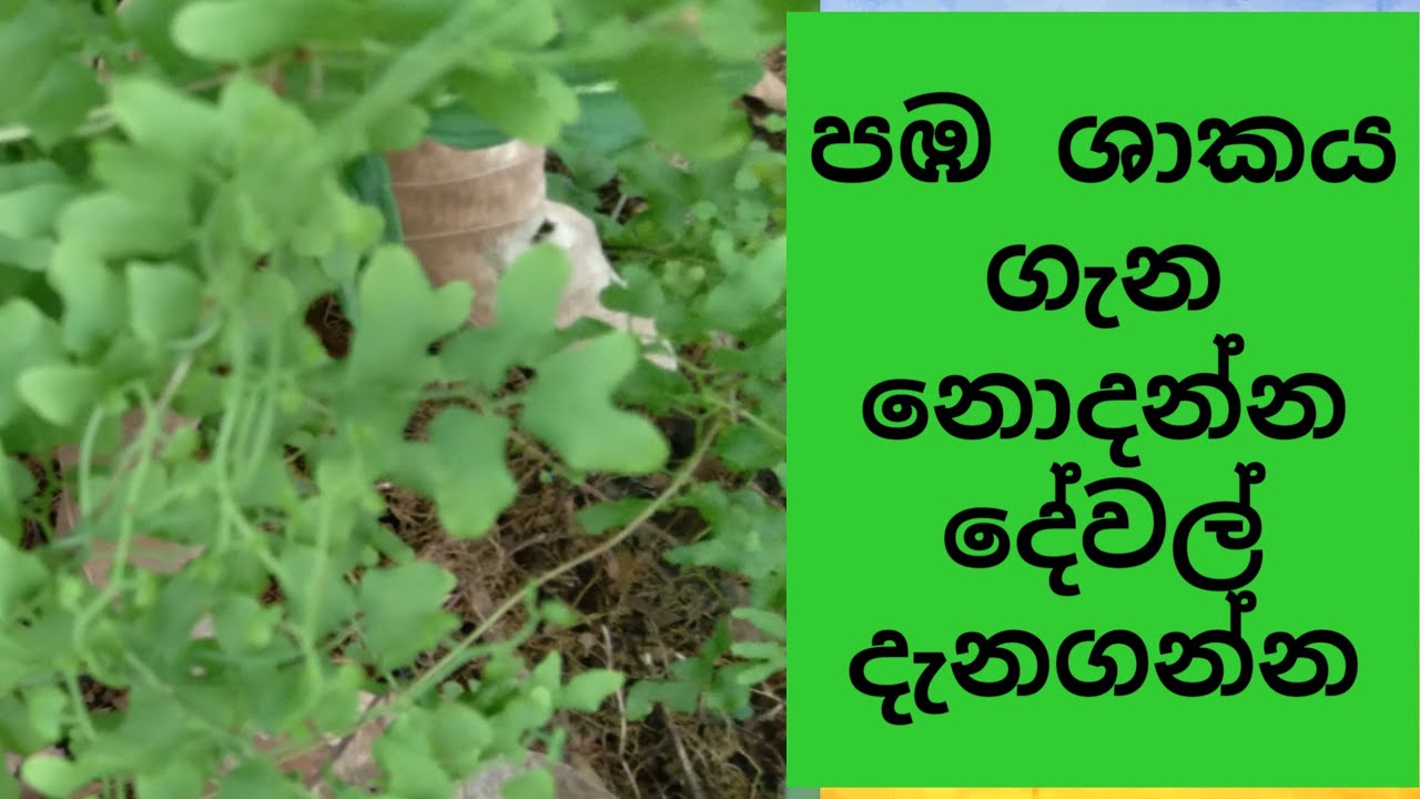 පඹ ශාකය/paba plant/medicinal / - YouTube