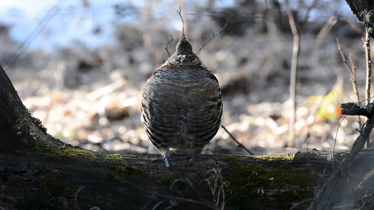 Turbo's Track and Photo tour Ruffed Grouse video. - YouTube