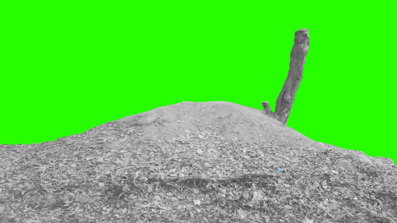 forest alone tree in green screen free stock footage - YouTube