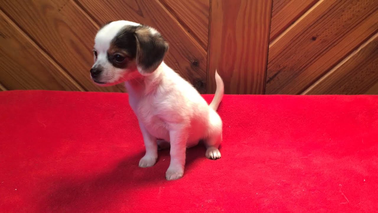 Pixie Beagle Britt - YouTube