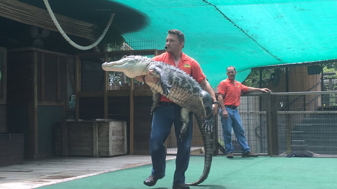 Wild Adventures - Gators! Full Show - New 2016 - YouTube