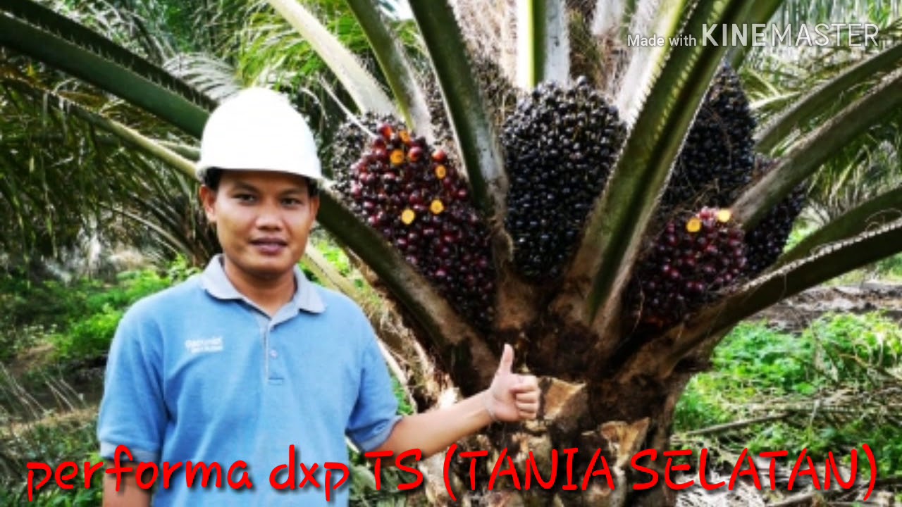 PERFORMA DXP TS (TANIA SELATAN) | Tips sawit unggul - YouTube