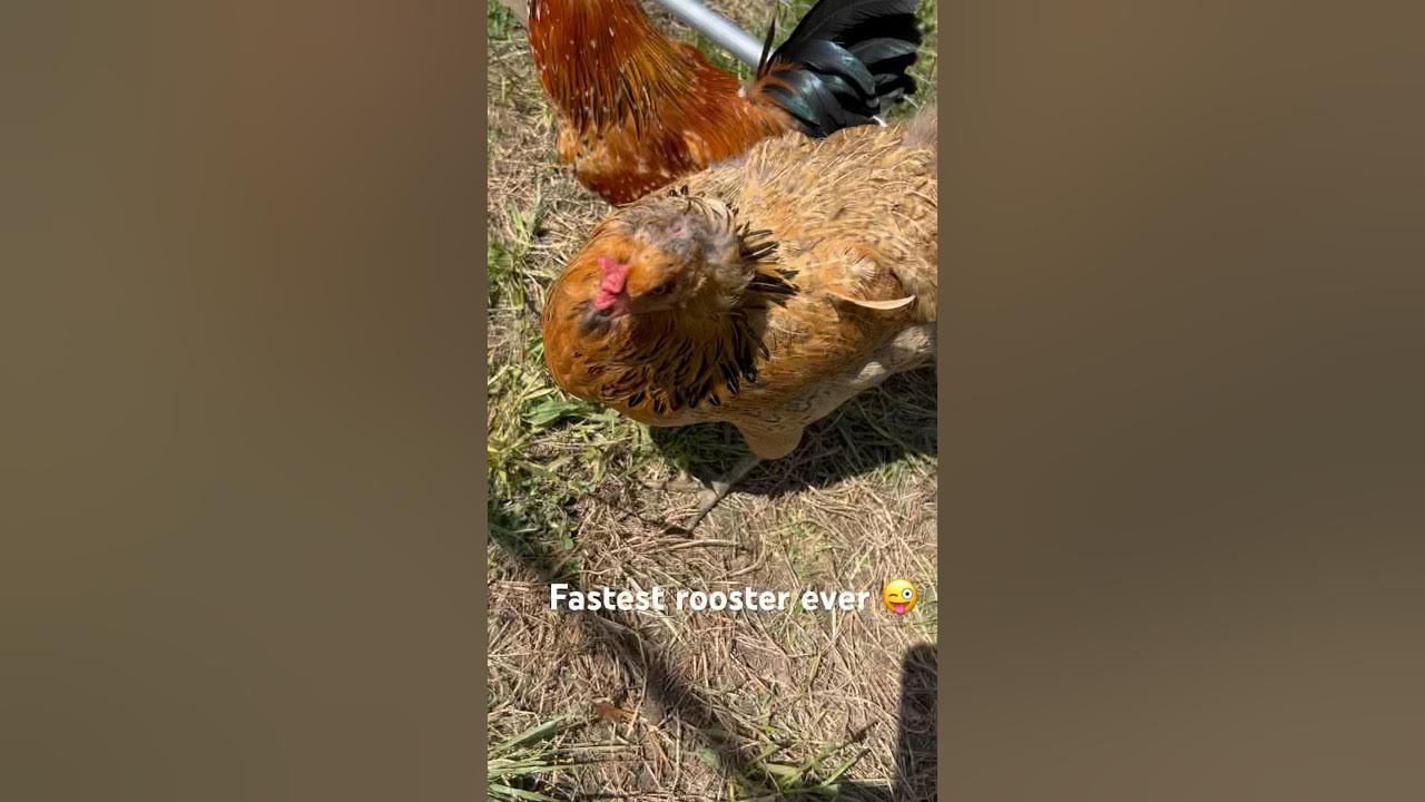 I love teasing my little rooster 🤣#chicken #shortvideo #running - YouTube