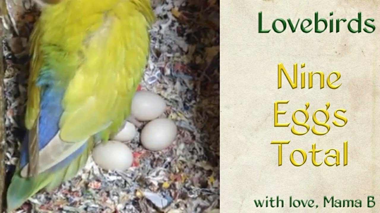 Nine Eggs Total - YouTube