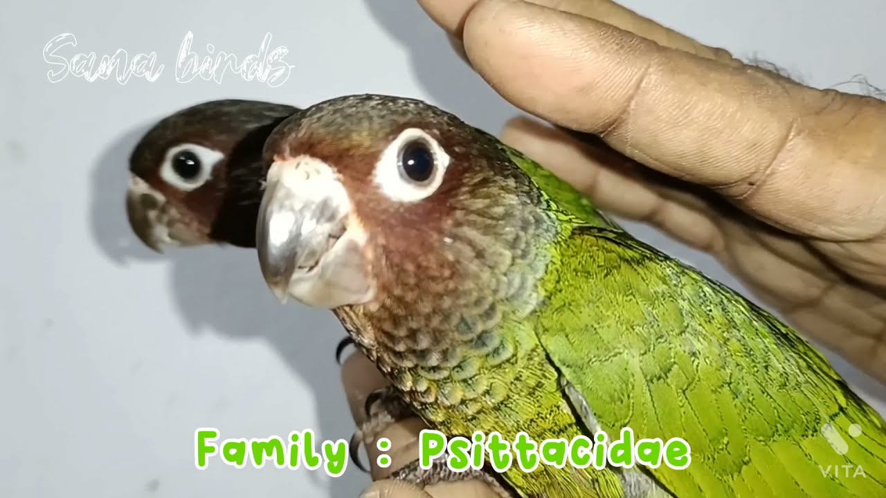 Rose fronted Conures ( Pyrrhura roseifrons ) - YouTube