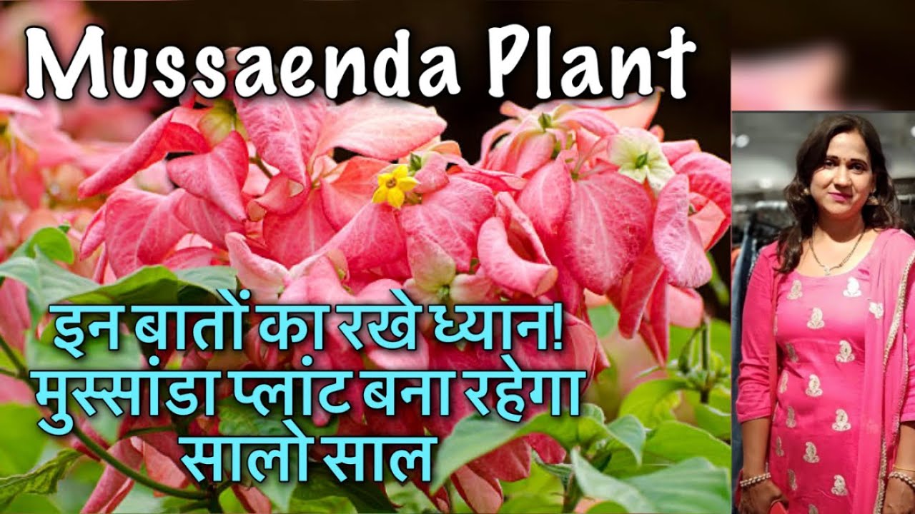 Mussaenda Plant care and growing tips for evergreen plant. 🌸🌸🌿🌿🌿🌸🌸 ...