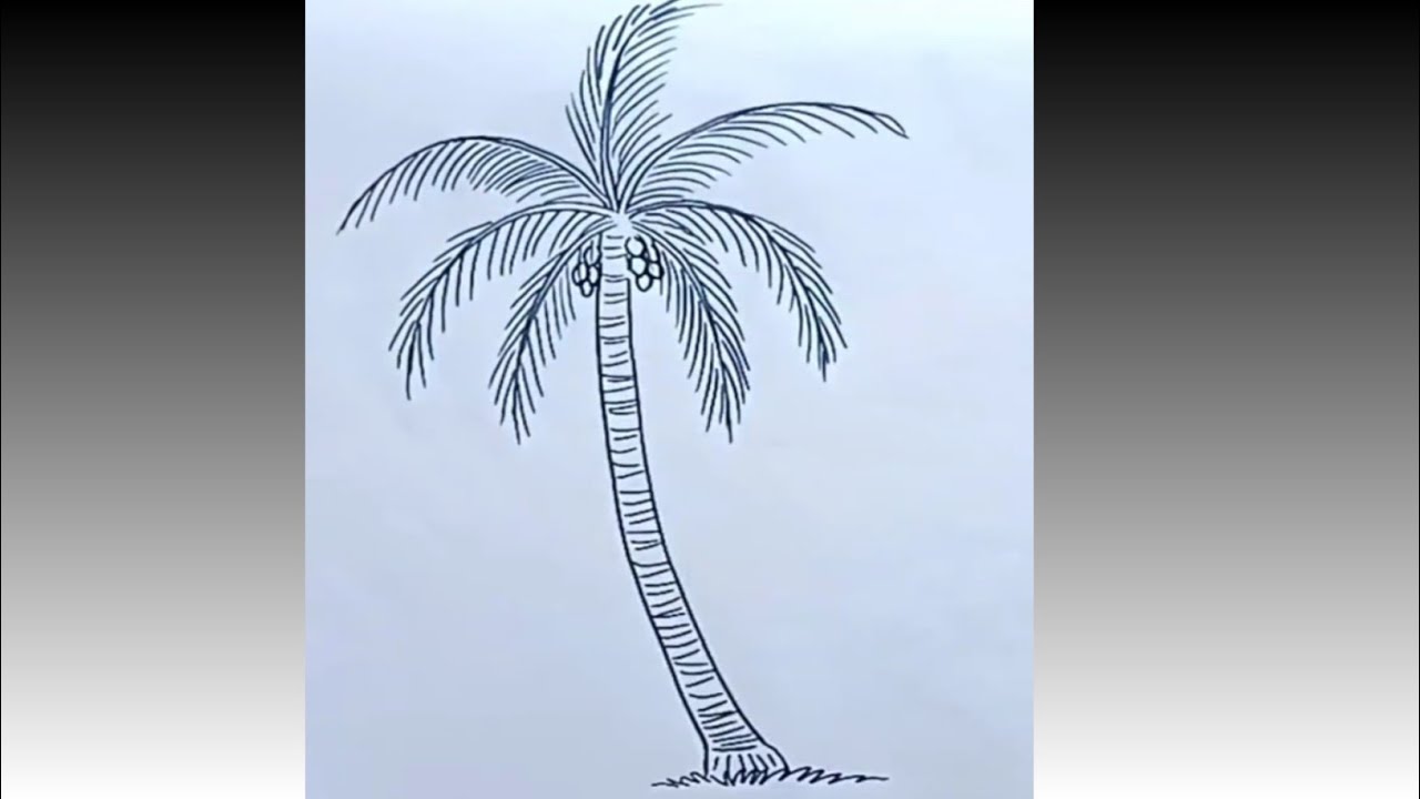 How to draw a coconut tree || Easy pencil 🖋️🖋️🖋️ drawing || Step by step || - YouTube