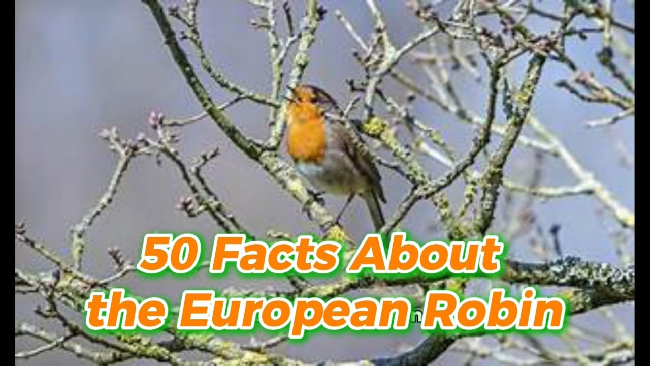 50 Facts About the European Robin birds 🦅. - YouTube