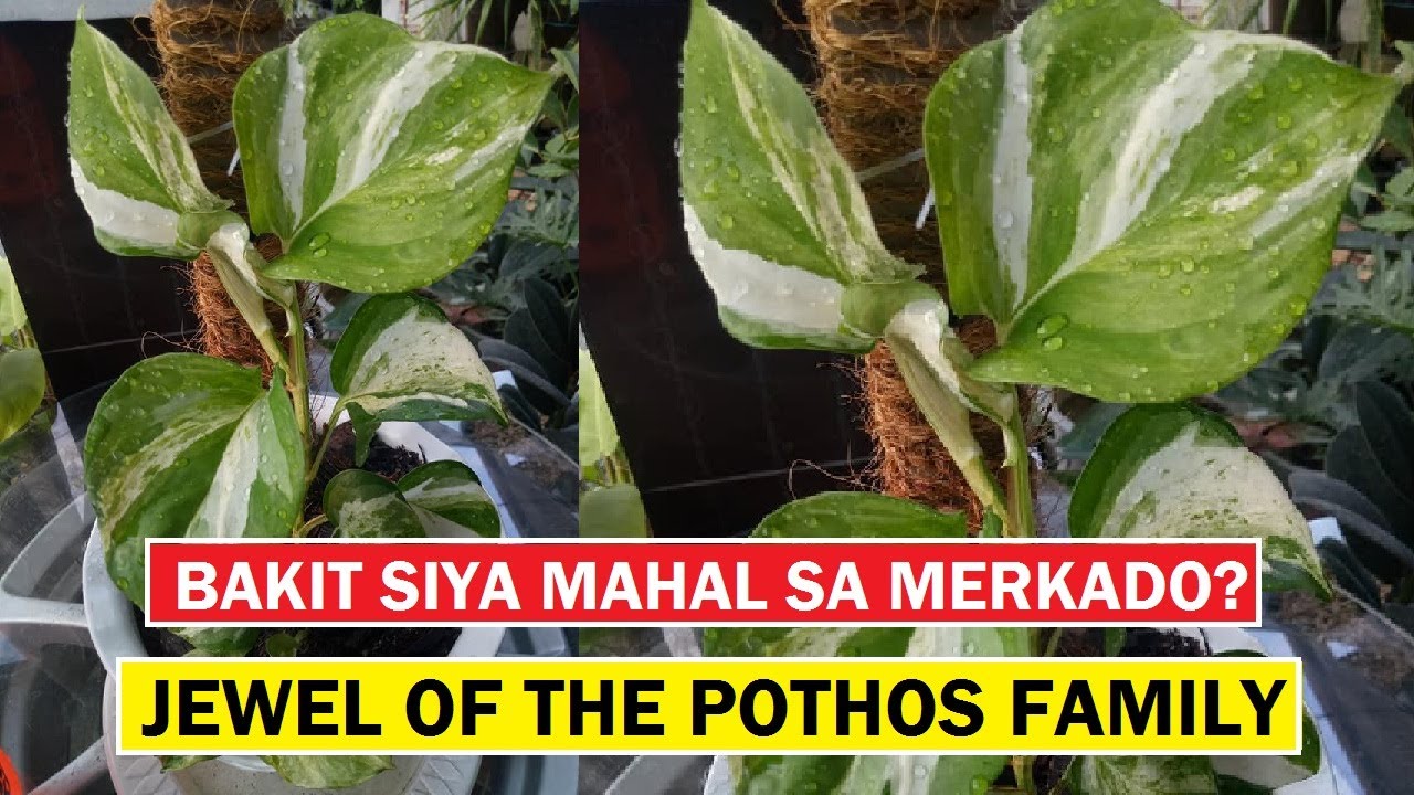 JEWEL OF THE POTHOS FAMILY | WHY IS MANJULA POTHOS EXPENSIVE - YouTube