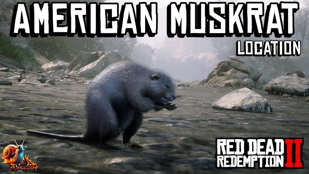 American Muskrat Location - Red Dead Redemption 2 - YouTube