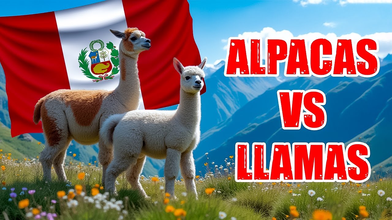 Alpacas vs. Llamas: Descubre las Diferencias Clave entre Estos ...