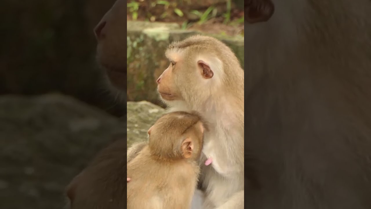 LIve: Unlock the Secrets: How to Help an Abandoned Monkey in the Wild ...