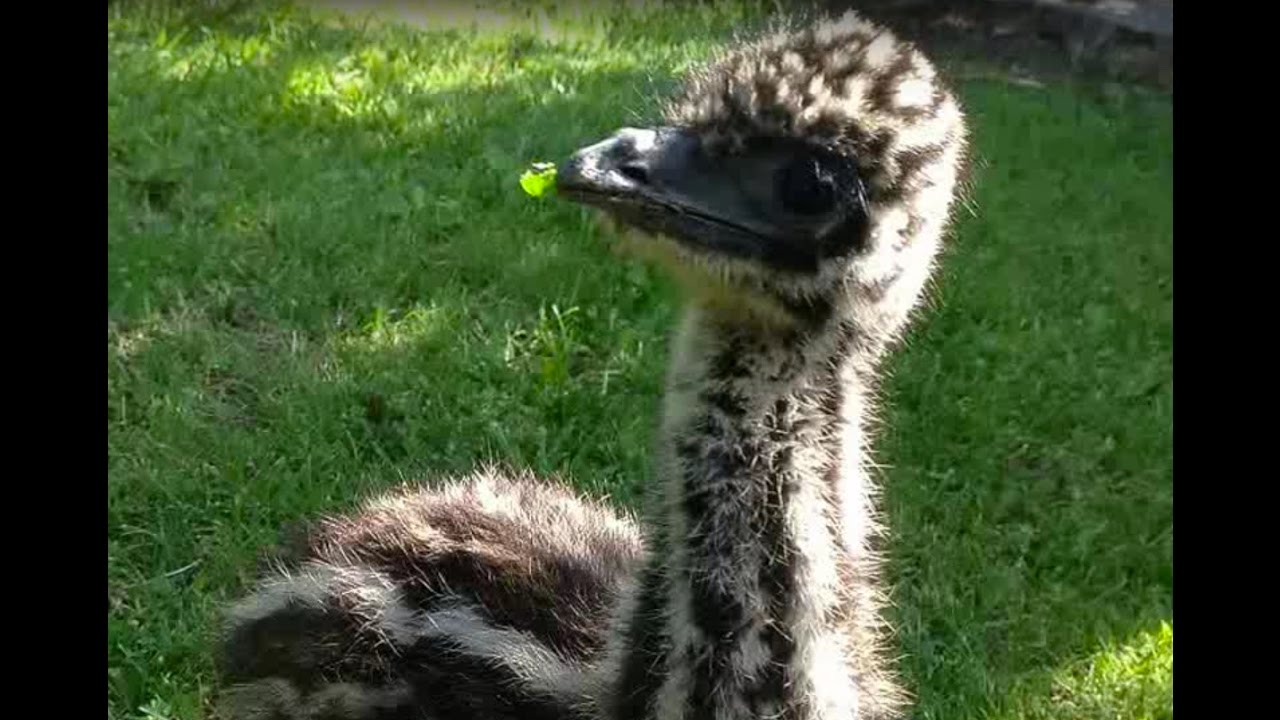Funny Running Young Emu - YouTube