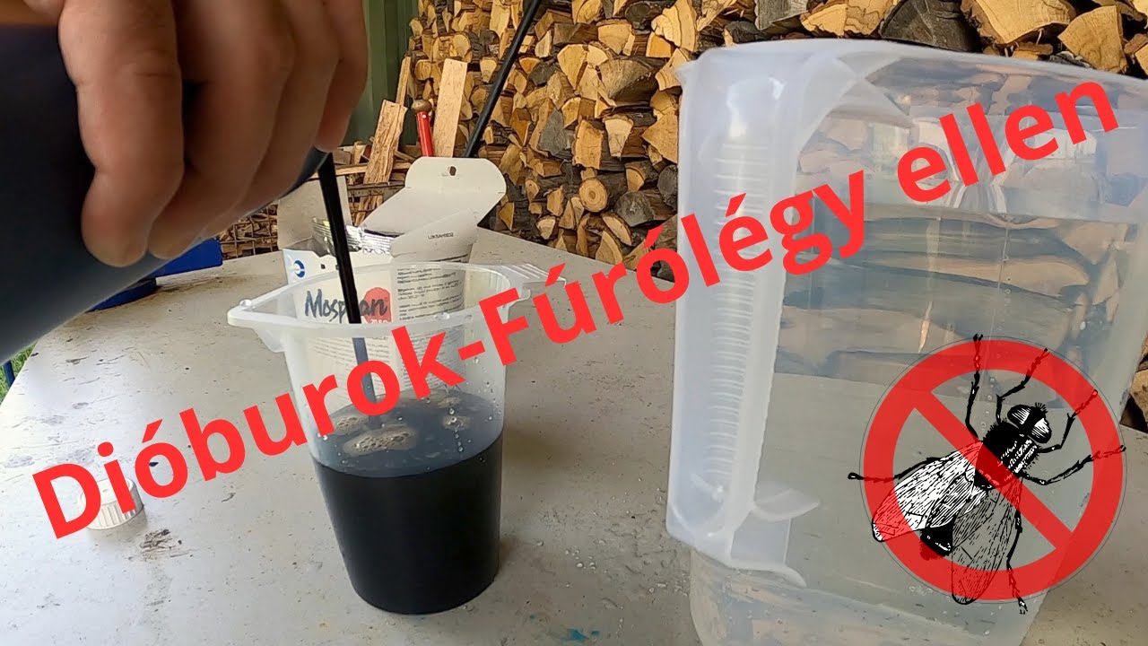 ⚠️🐛 🪰 Védekezés a Nyugati dióburok-fúrólégy ellen - Rhagoletis completa ...