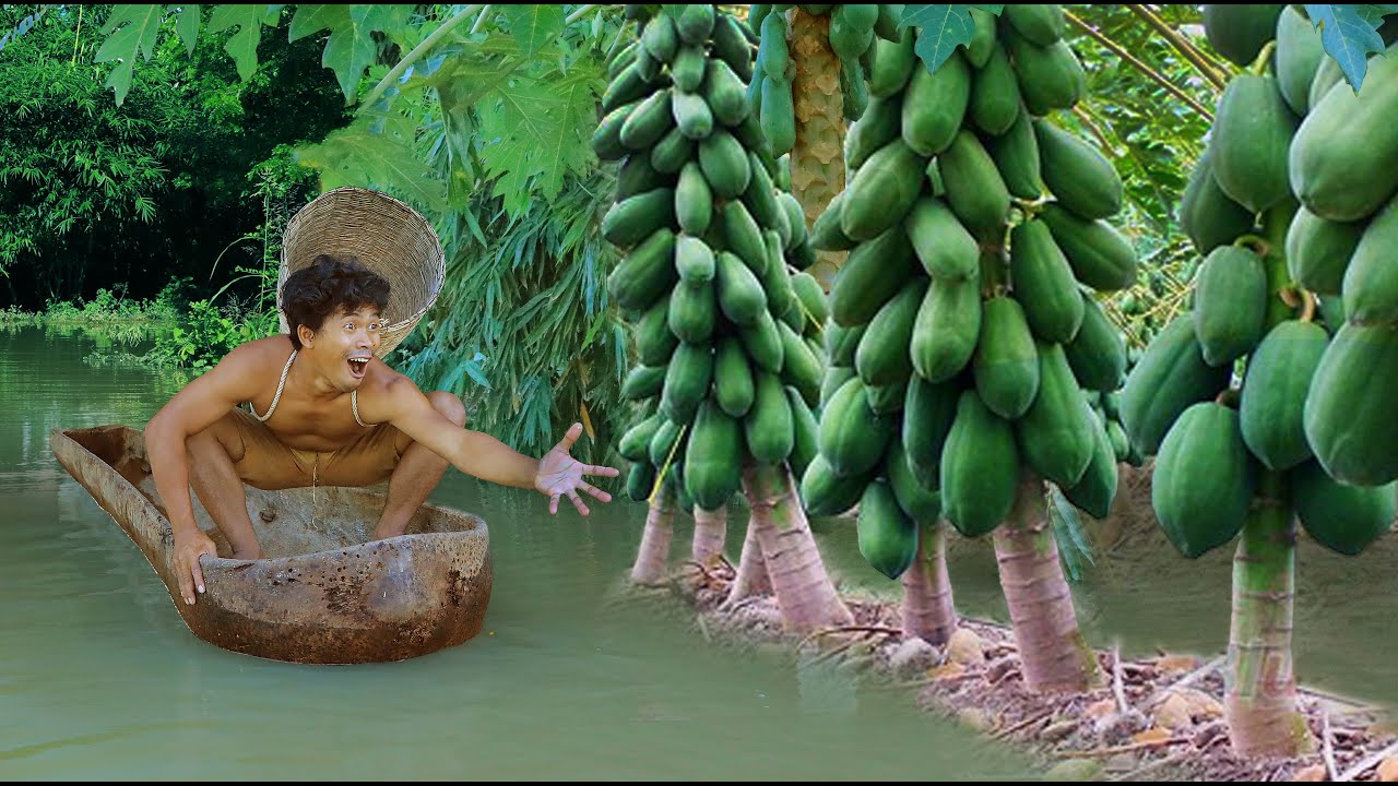 Floods inundate forests And papaya tree , Papaya fruit floating in ...