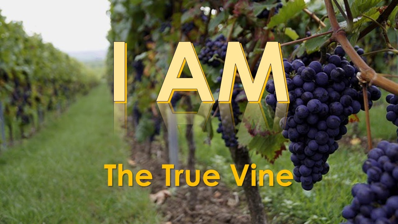 I AM: The True Vine - John 15 - Sermon - August 9, 2020 - YouTube