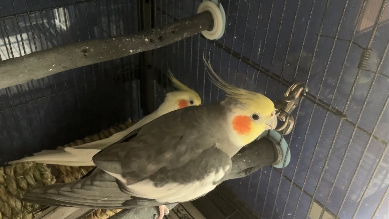 Sleepy birb and disturbing birb - YouTube