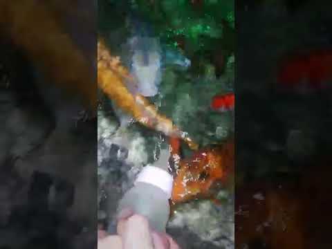 Kumsal ada balıklardan korkuyor ama cesur abisi var korkmaz Çınar (: