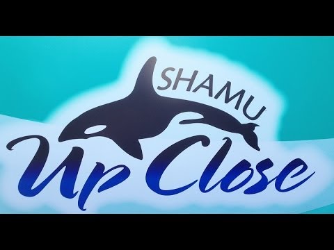 Shamu Up Close @ SeaWorld Orlando Florida - Shamu Show / Stadium Closed ...