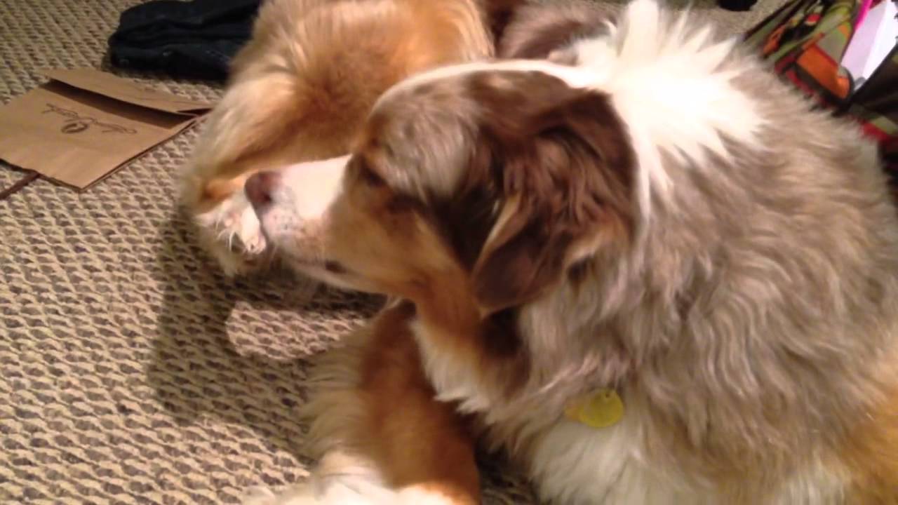 Dog chewing on leg - YouTube