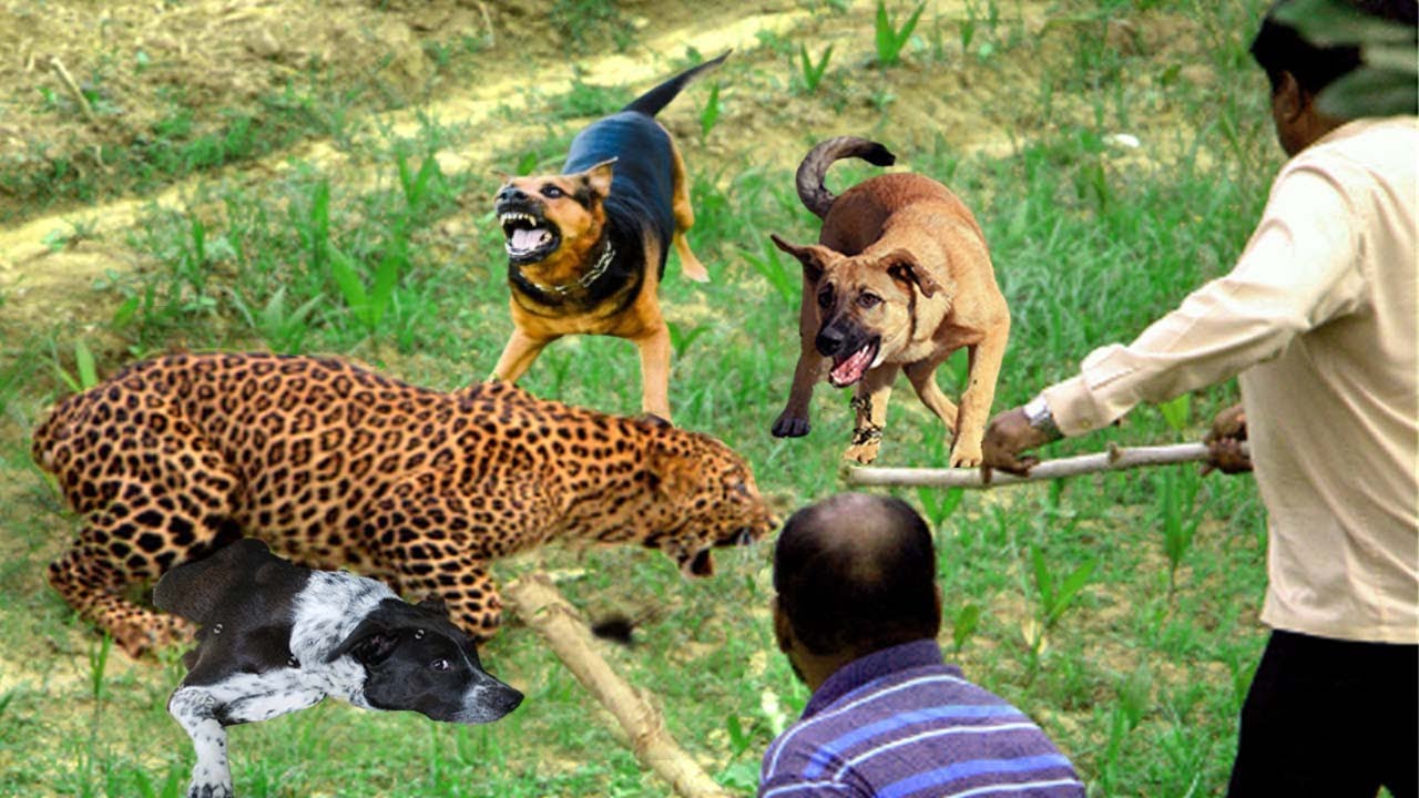 The Hungry Leopard Entered The Village To Catch The Dog And The ...