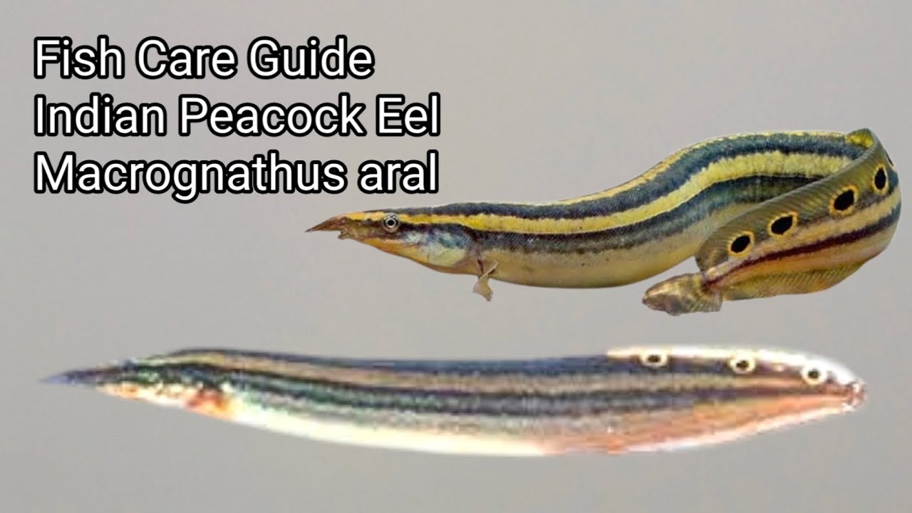 Indian Peacock Eel (Macrognathus aral) Care Guide - YouTube