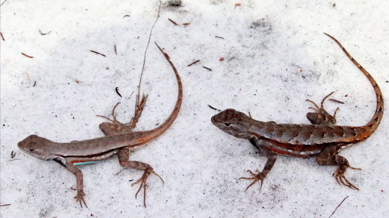 Florida Scrub Lizard Translocation Project - YouTube