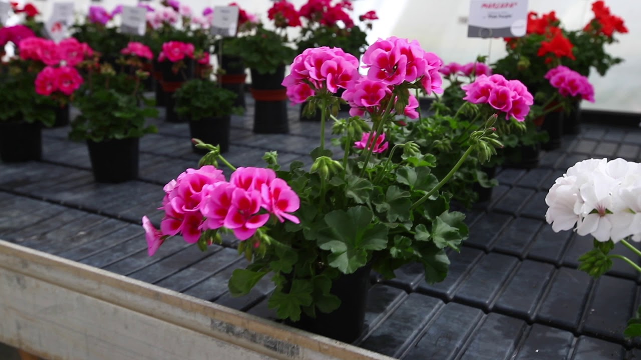 Pelargonium Interspecific Marcada® assortment 2020/2021 - YouTube