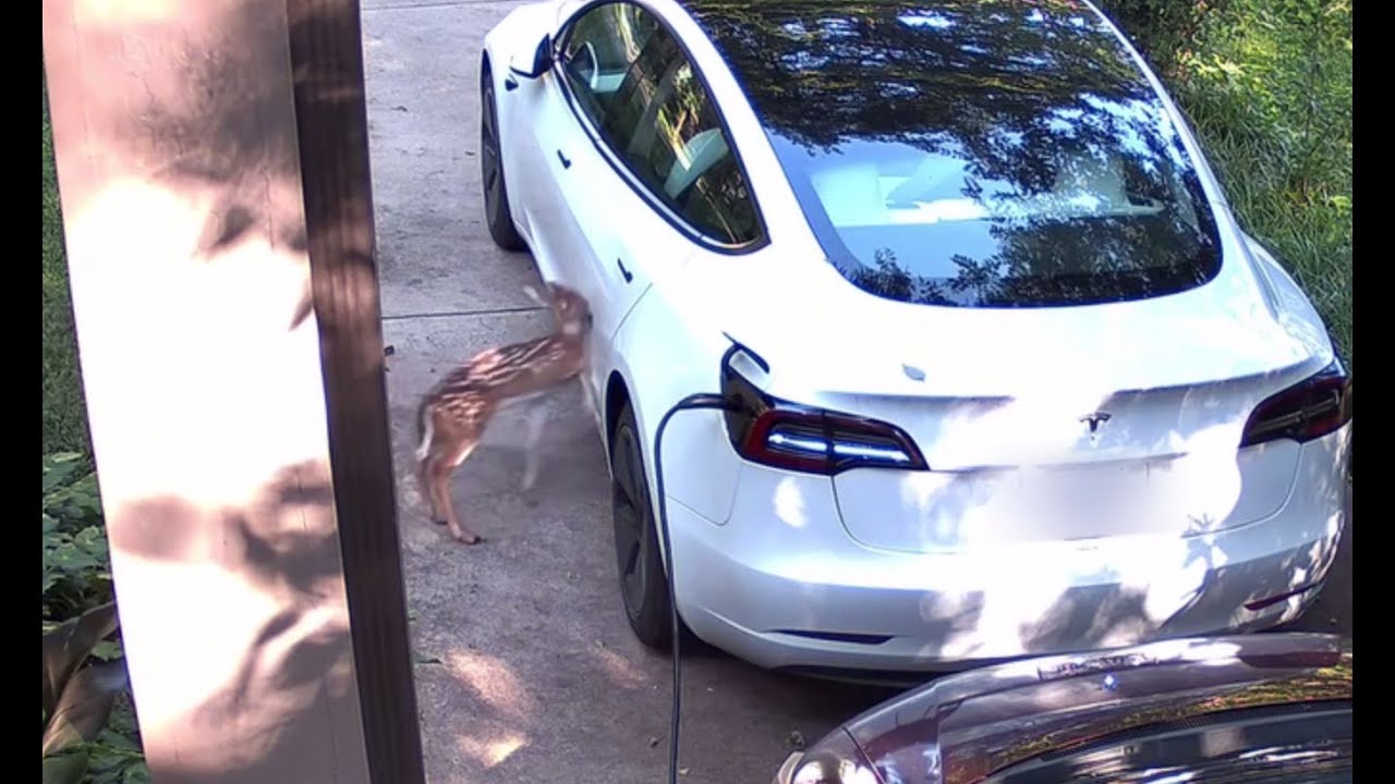 Baby deer runs into Tesla - YouTube