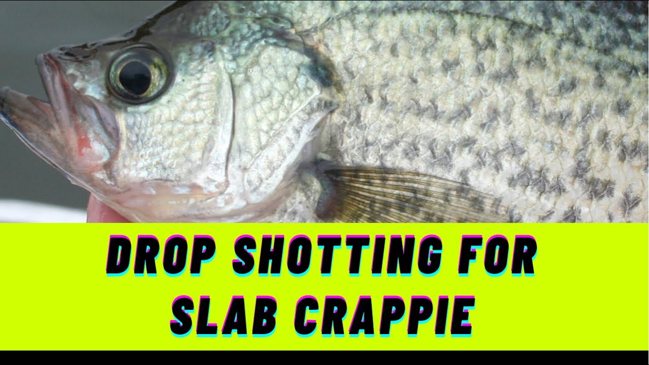 How to Catch Crappie with a Drop Shot Rig - YouTube