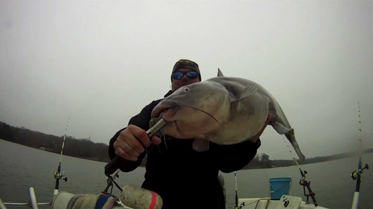 51 Pound Lake Wylie Blue Catfish January 2013 - YouTube