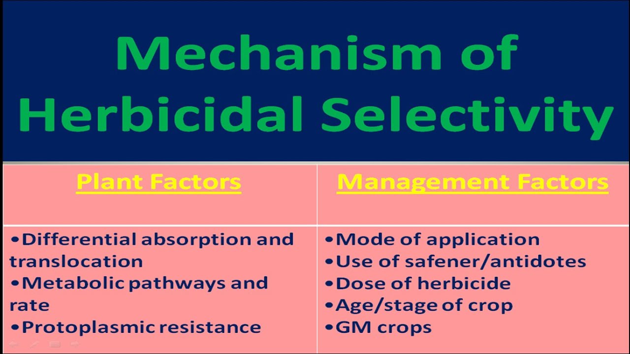 Mechanism of Herbicidal Selectivity - YouTube
