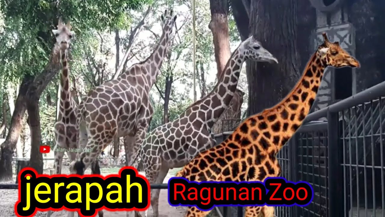 JERAPAH, TAMAN MARGASATWA RAGUNAN - YouTube