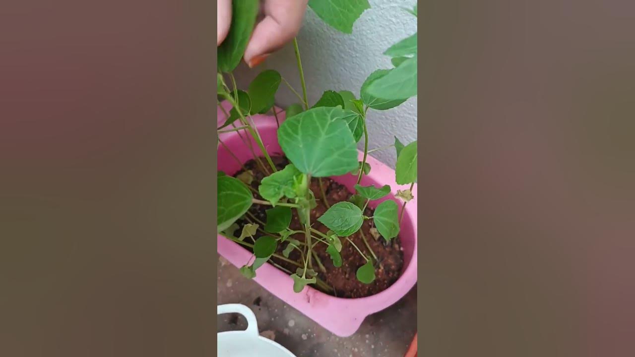 Gongura Plants βοΈπ At Home Youtube
