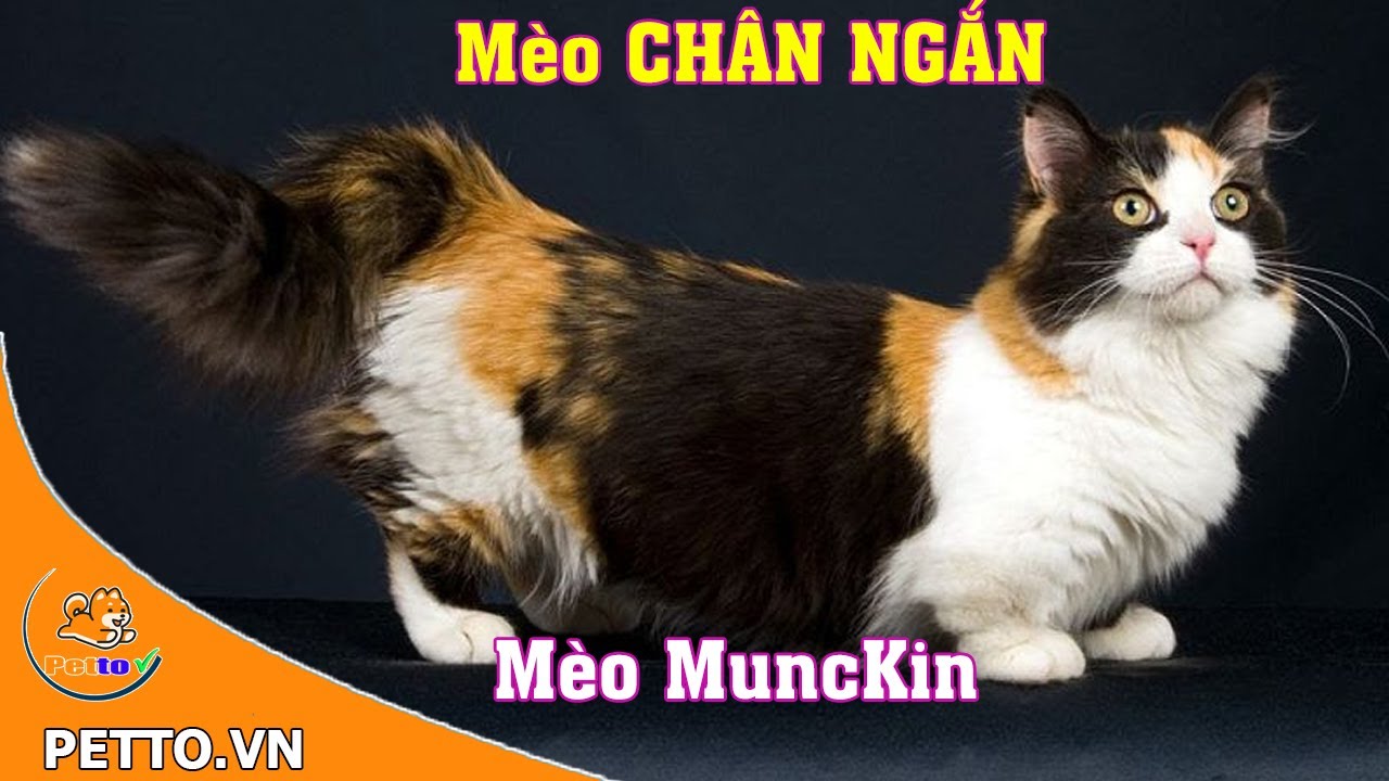 Mèo Munchkin – Nguồn Gốc, Đặc Điểm Và Giá Của Mèo Munchkin - Petto TV ...