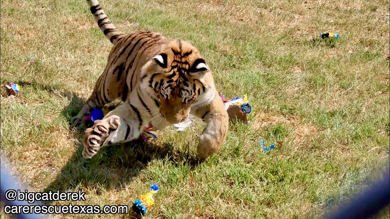 The Kids' Turned One! | TIGER PIÑATA PARTY - YouTube